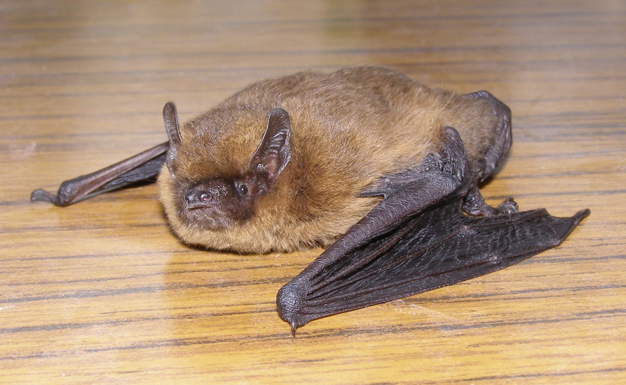 Bats in Badger Farm – Badger Farm Parish Council